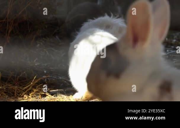 Cute fluffy rabbits in the aviary. Close up decorative farm rabbit are ...