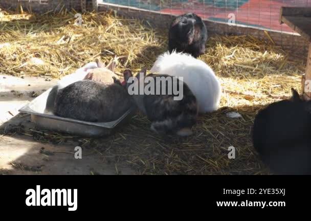 Cute fluffy rabbits in the aviary. Group of decorative farms rabbits ...