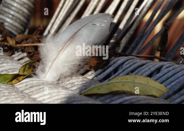 White feather sign of peace Stock Videos & Footage - HD and 4K Video ...