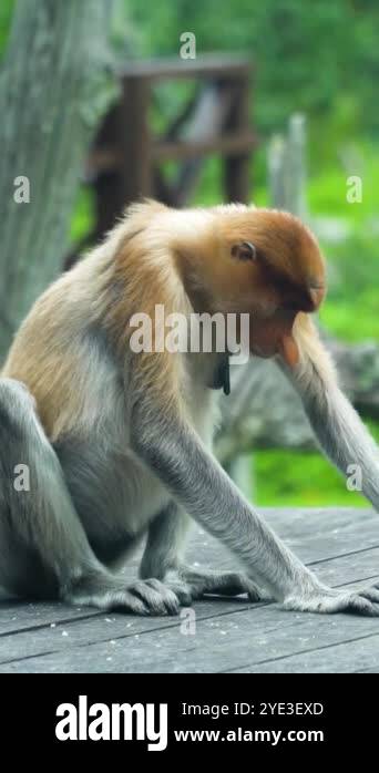 Proboscis monkey, endemic to the island of Borneo. Labuk bay, Malaysia ...