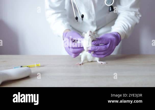White lab lab rat testing Stock Videos & Footage - HD and 4K Video ...