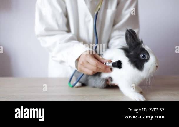 Vet doctor examining rabbit in pet hospital Stock Videos & Footage - HD ...