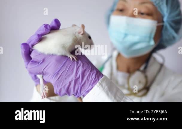 Lab rat animal testing Stock Videos & Footage - HD and 4K Video Clips ...