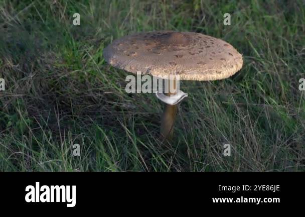 Umbonate cap Stock Videos & Footage - HD and 4K Video Clips - Alamy