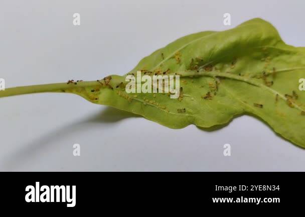 aphids and ants on chili leaves on a white background. they have a ...