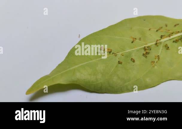aphids and ants on chili leaves on a white background. they have a ...