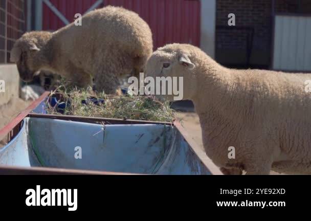 Sheep feeds on hay while looking at the camera, capturing a unique ...