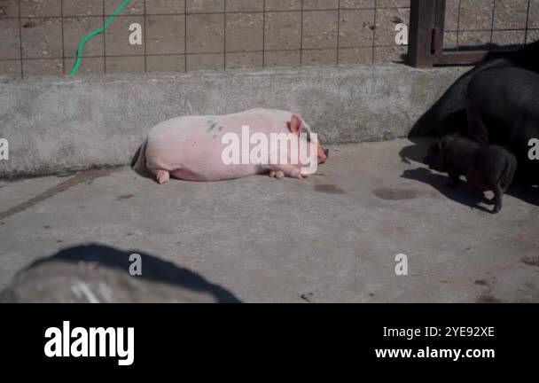 Pig pose Stock Videos & Footage - HD and 4K Video Clips - Alamy