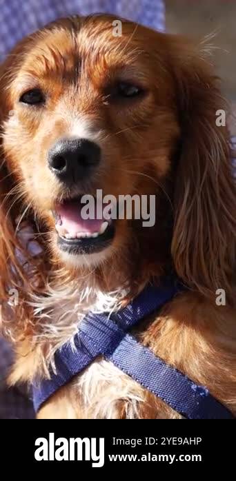 Shiny dog coat Stock Videos & Footage - HD and 4K Video Clips - Alamy