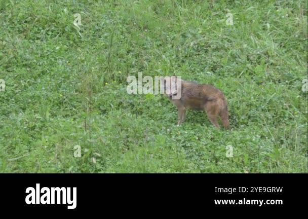 Wolf field grass Stock Videos & Footage - HD and 4K Video Clips - Alamy