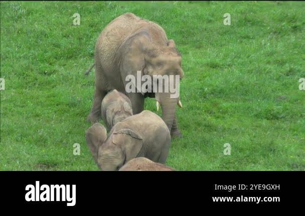 A group of elephants (Loxodonta africana) are walking and grazing in a grassy field. 4K. One of ...
