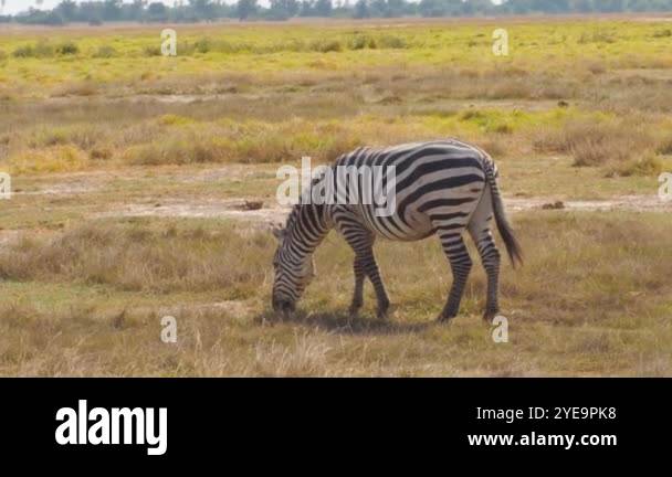 African wild eating equus Stock Videos & Footage - HD and 4K Video ...