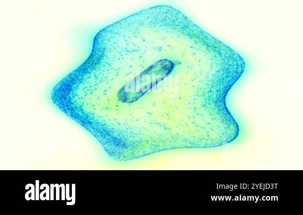 Human brain cells Stock Videos & Footage - HD and 4K Video Clips - Alamy
