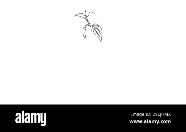 Self drawing animation of single line draw pile of healthy organic ...