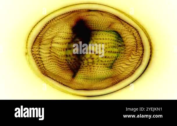 Digital texture Stock Videos & Footage - HD and 4K Video Clips - Alamy