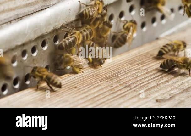 Busy honey bees pollinating Stock Videos & Footage - HD and 4K Video ...