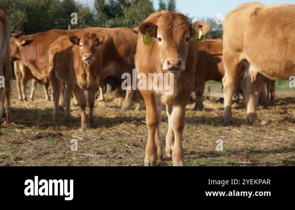 A young curious calf with a tags on its ears sniffs and looks around ...