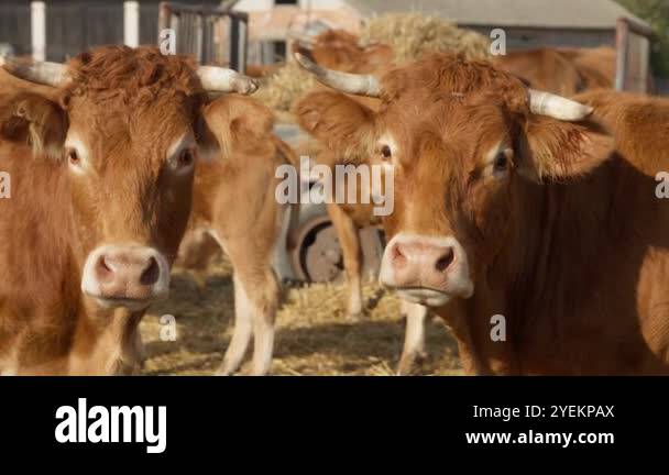 The muzzles of two purebred French beef cows of the Limousine breed in ...