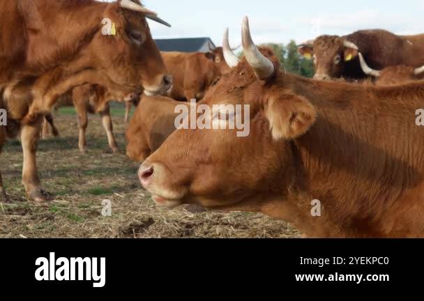 Red beef cattle Stock Videos & Footage - HD and 4K Video Clips - Alamy