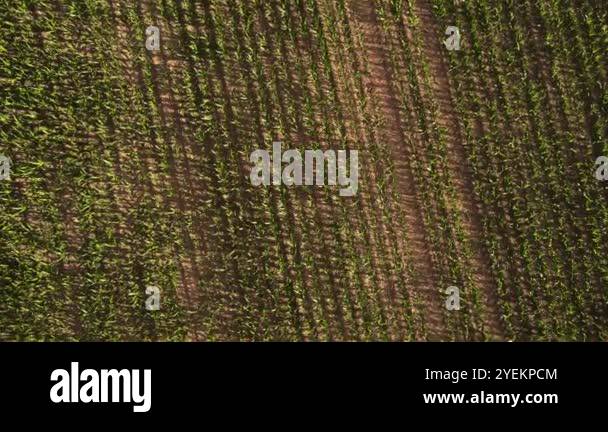 Rows maize in rural Stock Videos & Footage - HD and 4K Video Clips - Alamy