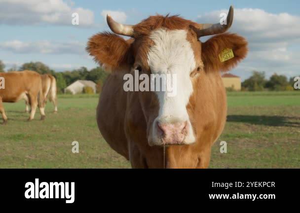 Mucous discharge from the cow's nose. Symptoms of infection or ...