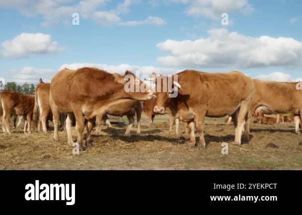 Muzzle head Stock Videos & Footage - HD and 4K Video Clips - Alamy