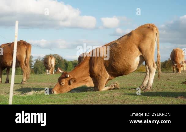 A smart, goal-oriented cow kneels, performing the yoga pose 'Downward ...