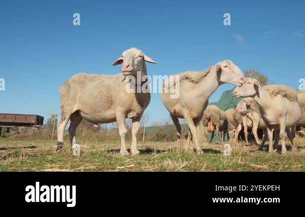 A ram stands next to a ewe and watches the herd. A flock of purebred ...
