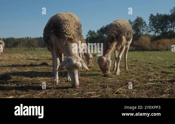 Purebred French Lacaune dairy sheep and ewes with livestock tags nibbling and eating grass on a ...
