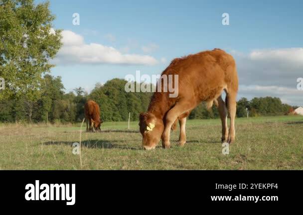 A young cute calf of a purebred French Limousin beef cow is grazing in ...