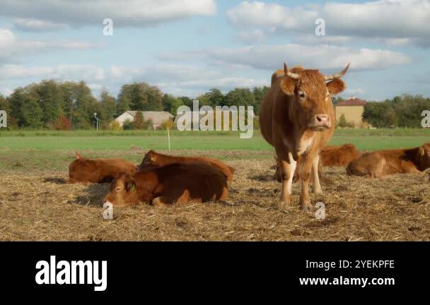 Calves with livestock tags on their ears are resting on a pasture ...