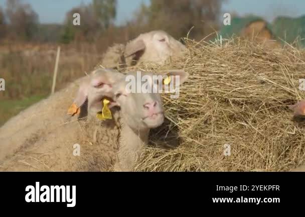 A flock of purebred French Lacaune dairy sheep and ewes with livestock tags eat hay from a bale ...