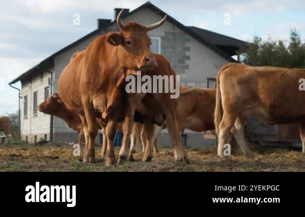 A young calf sucks milk from the udder of a mother cow in a countryside ...