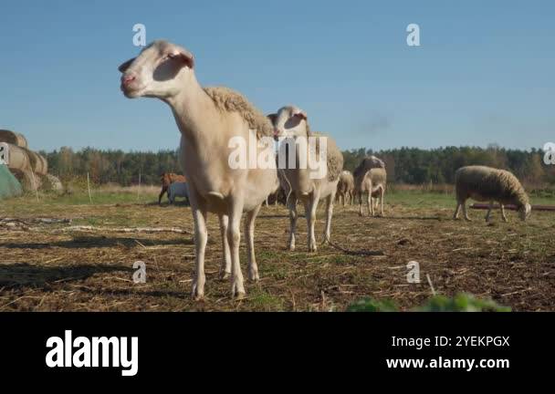 A curious purebred Lacaune dairy sheep with livestock tags stands on a rural pasture and warily ...