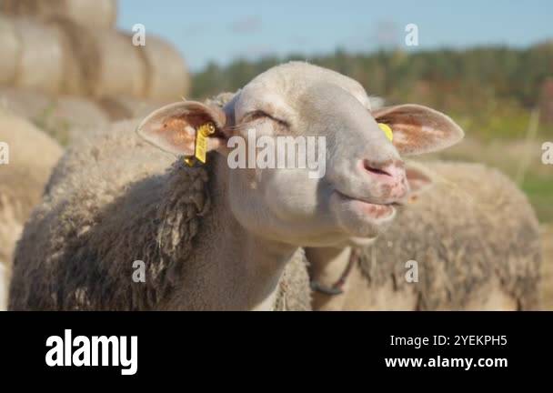 A sheep regurgitates and chewing cud. A purebred French Lacaune dairy ...