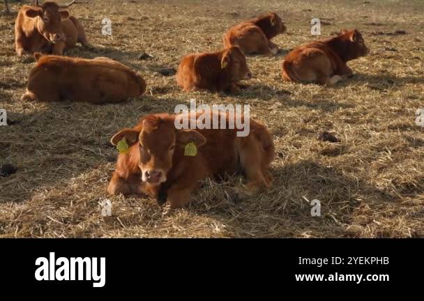 Calves with livestock tags on their ears are resting on a pasture ...