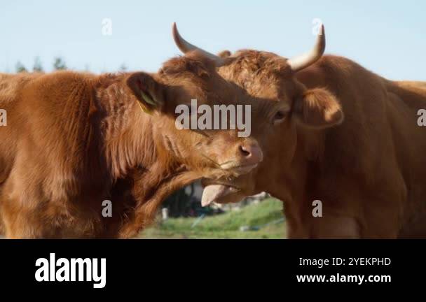 The mother cow gently and carefully licks the muzzle of her calf with ...