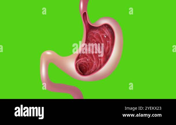 2d Animation motion of a human stomach anatomy on green screen. Stomach ...