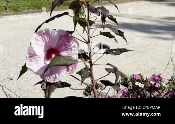 Deep maroon red Stock Videos & Footage - HD and 4K Video Clips - Alamy