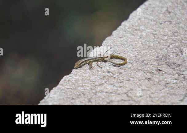 Small lizard, Teira dugesii, native to Madeira, Portugal, sunbathing on ...