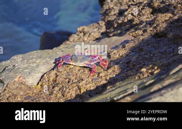 Wildlife in madeira Stock Videos & Footage - HD and 4K Video Clips - Alamy