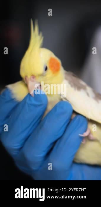 Bird connection Stock Videos & Footage - HD and 4K Video Clips - Alamy