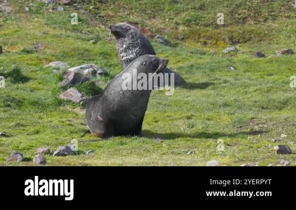 Antarctic wildlife habitat Stock Videos & Footage - HD and 4K Video ...