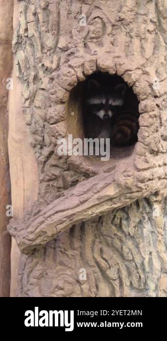 Raccoon inside a tree hollow in a zoo enclosure. Wildlife photography ...
