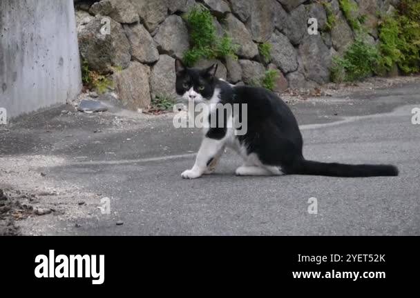 Sharp eyed cat Stock Videos & Footage - HD and 4K Video Clips - Alamy