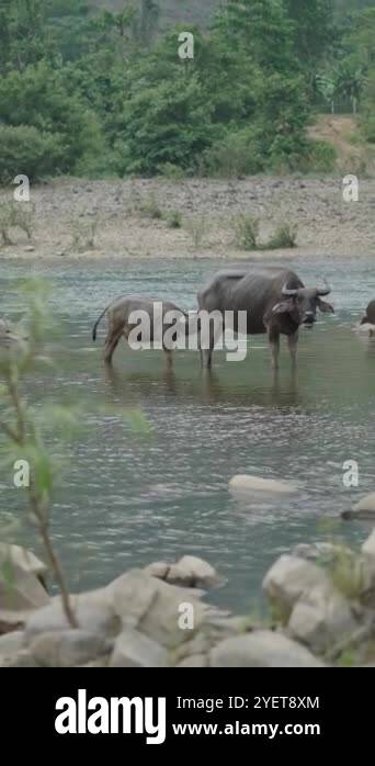 Vietnam water buffalo Stock Videos & Footage - HD and 4K Video Clips ...