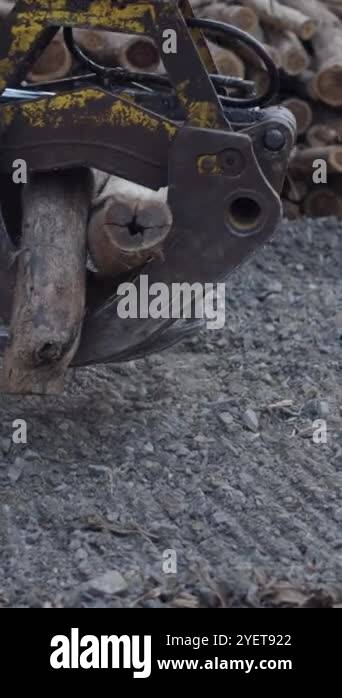 Claw tree trunks Stock Videos & Footage - HD and 4K Video Clips - Alamy