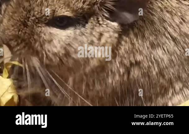 Rat eye view Stock Videos & Footage - HD and 4K Video Clips - Alamy