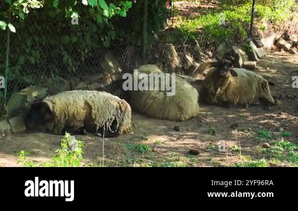 sheep lies and chews look at the camera. Funny sheep. Farm animals on ...