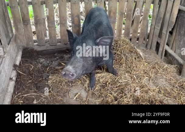 wild boar, wild boar inside a wooden enclosure, showcasing its rough ...